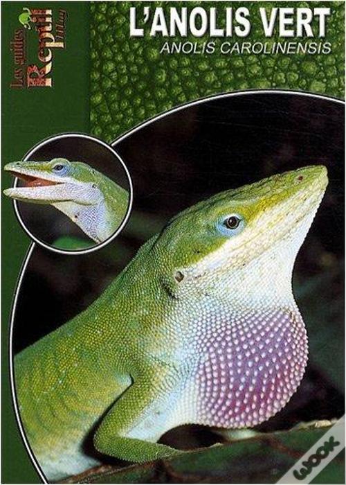 L'Anolis Vert ; Anolis Carolinensis de Rauh Jens - Livro - WOOK